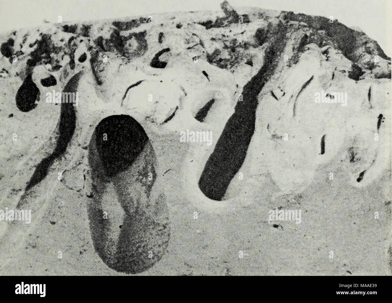 . The ecology of the benthic and endolithic communities of a rocky reef ...