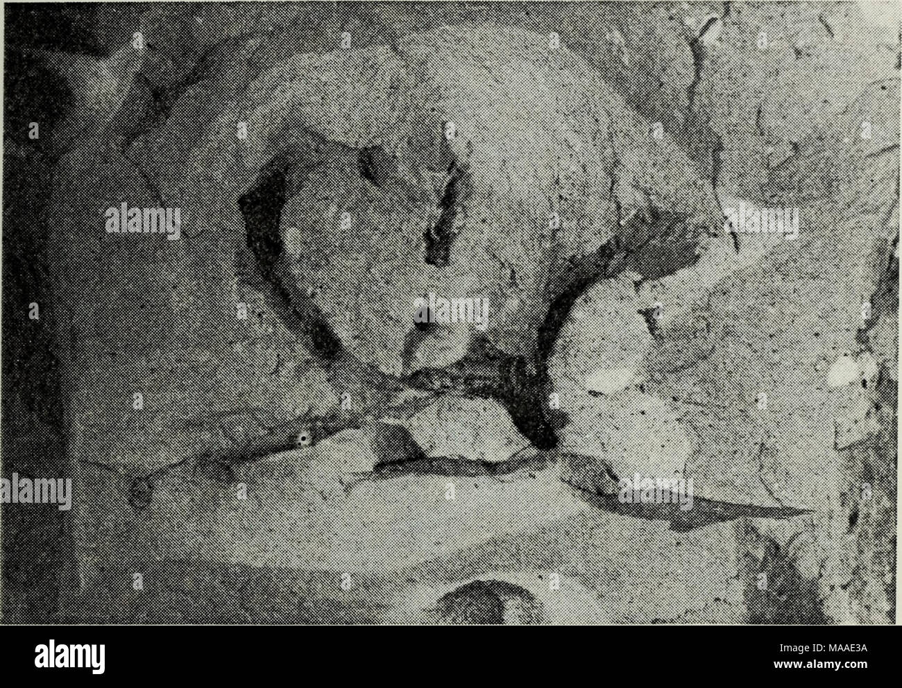 Sipunculids hi-res stock photography and images - Alamy