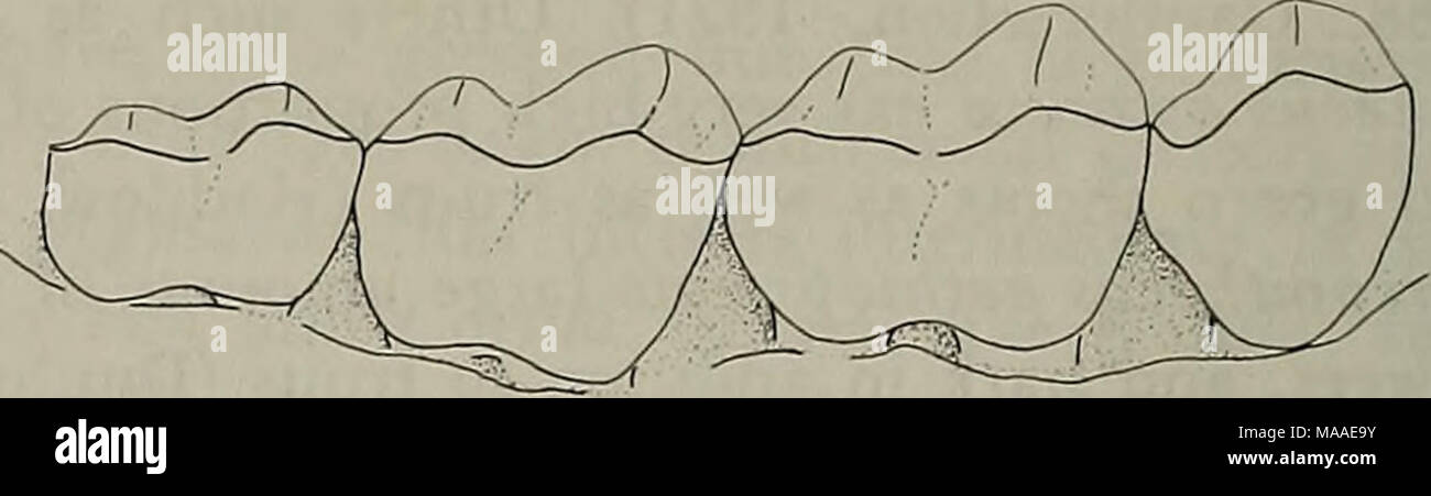 Rounded cusps hi-res stock photography and images - Alamy