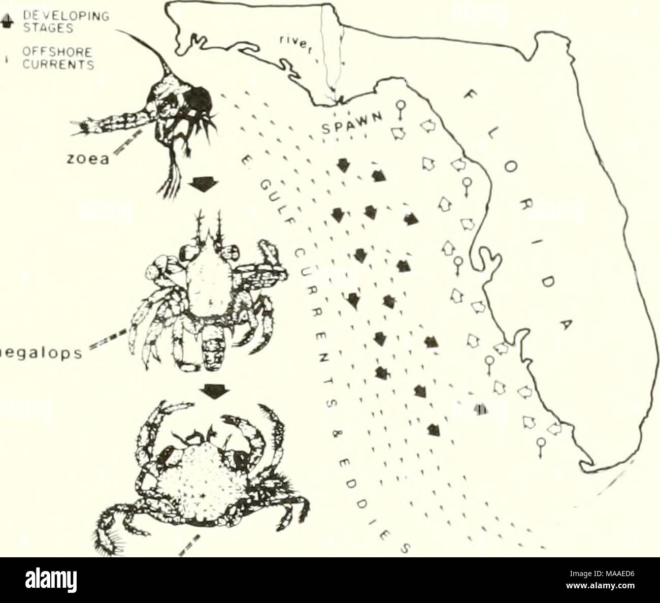 Crab life cycle hi-res stock photography and images - Alamy