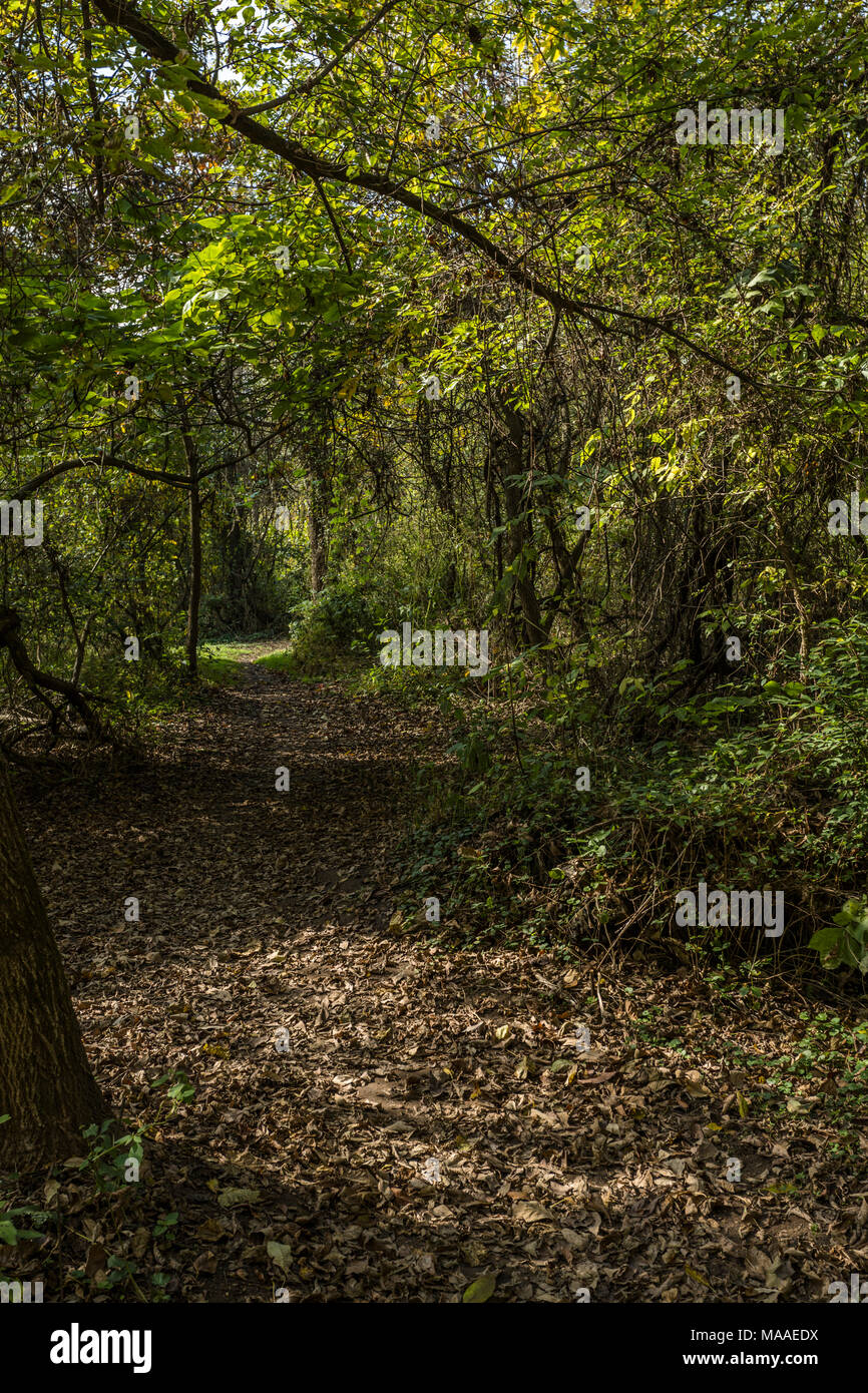 A quiet, tranquil tree-lined woodland path from foreground to a distant ...