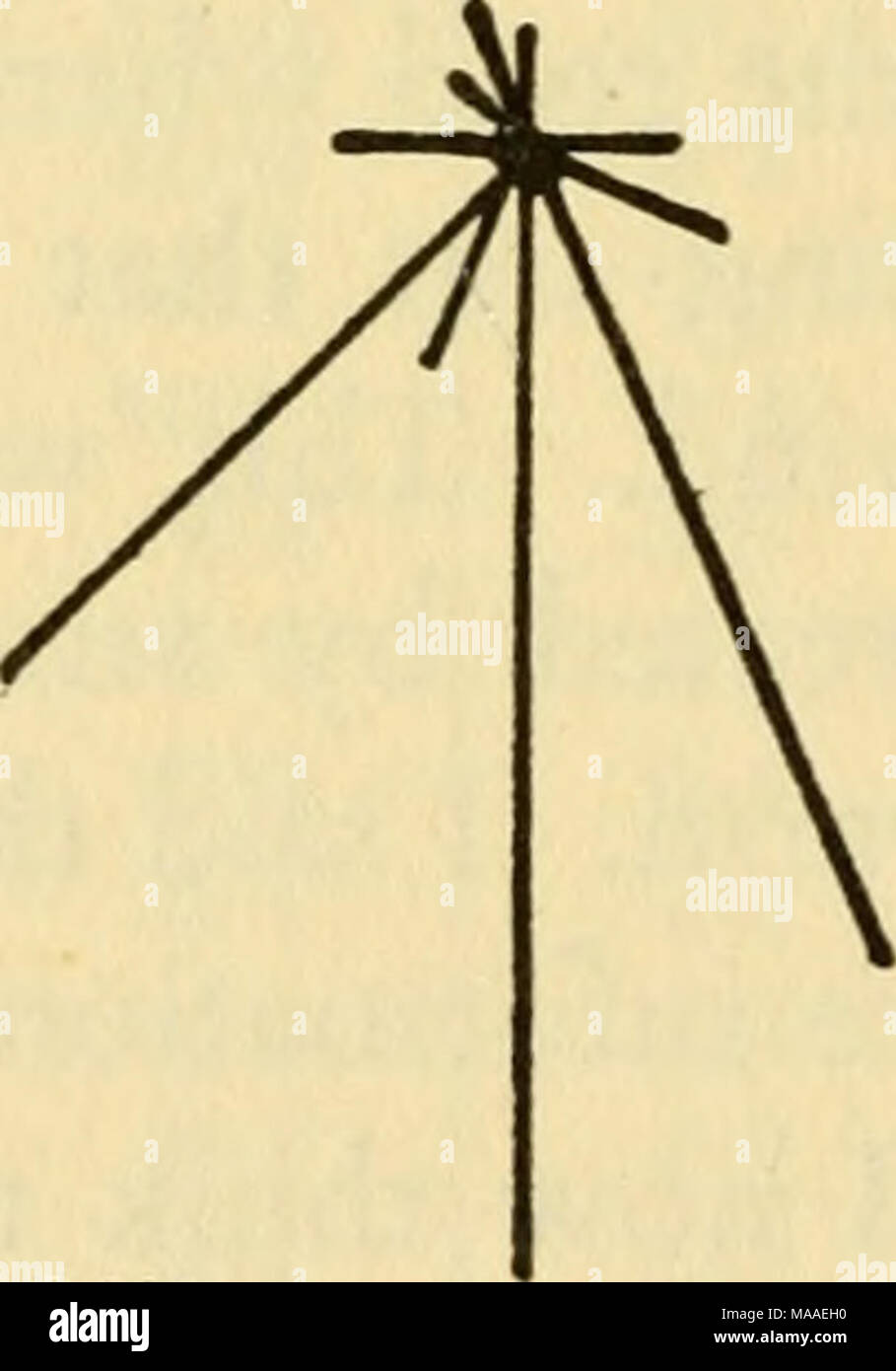 . The ecology and life history of the common frog (Rana temporaria ...