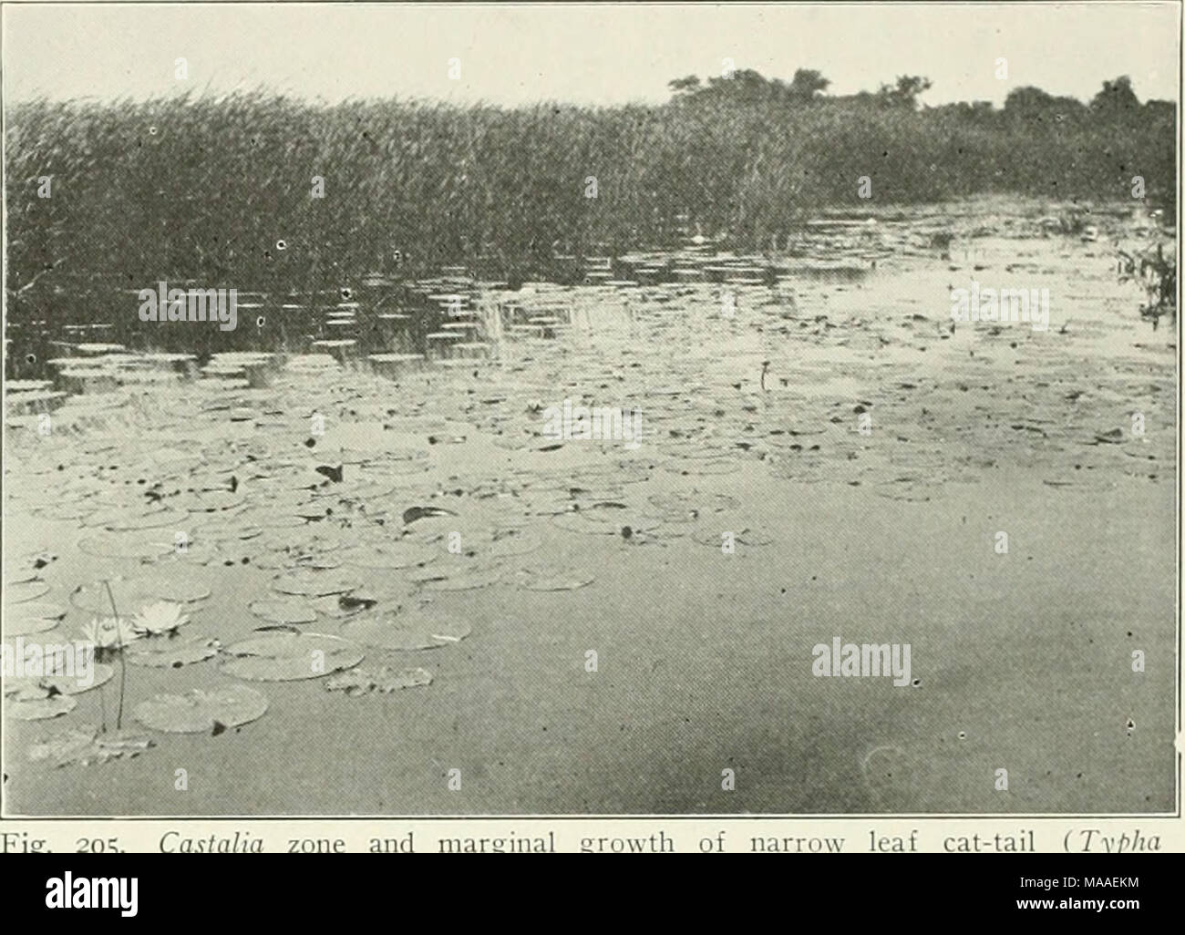 Narrow leaf cat tail hi-res stock photography and images - Alamy