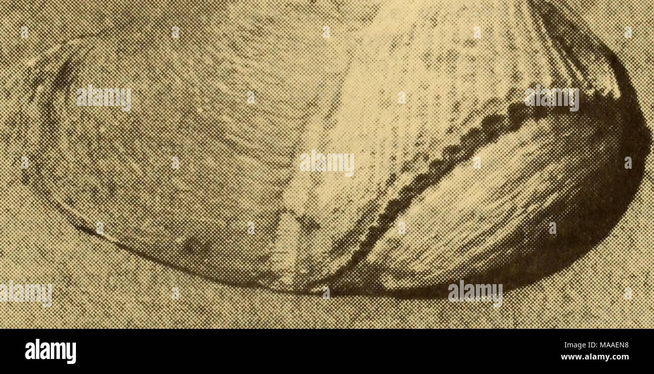 Imbrications hi-res stock photography and images - Alamy