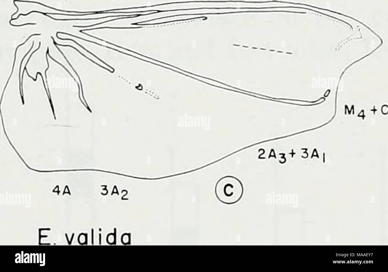 . Ecology, behavior, and adult anatomy of the Albida Group of the genus ...