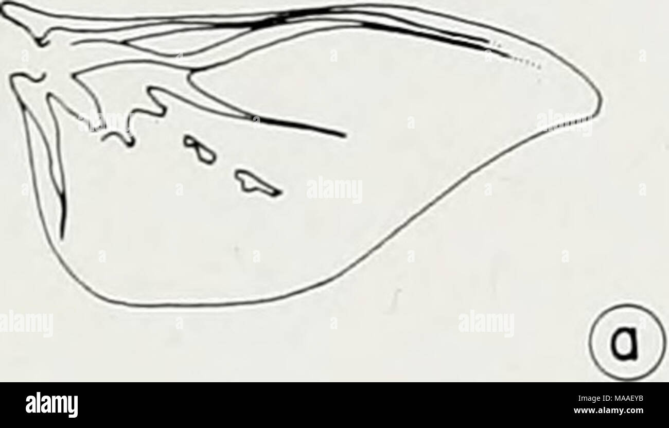 . Ecology, behavior, and adult anatomy of the Albida Group of the genus ...