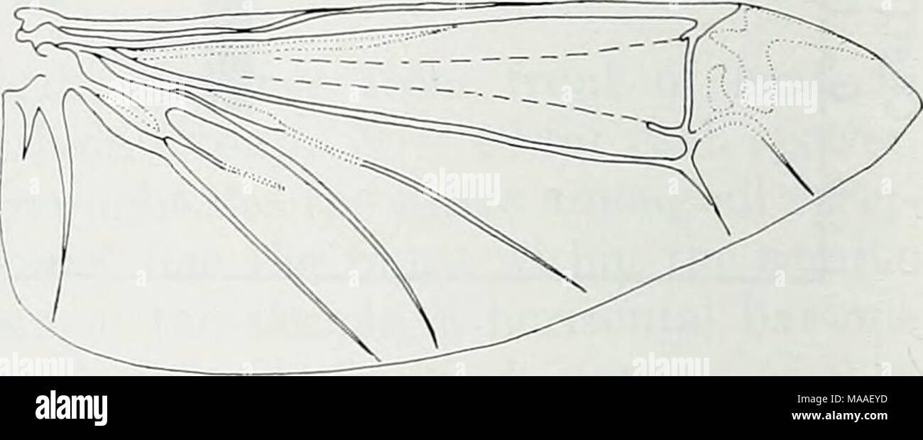 . Ecology, behavior, and adult anatomy of the Albida Group of the genus ...