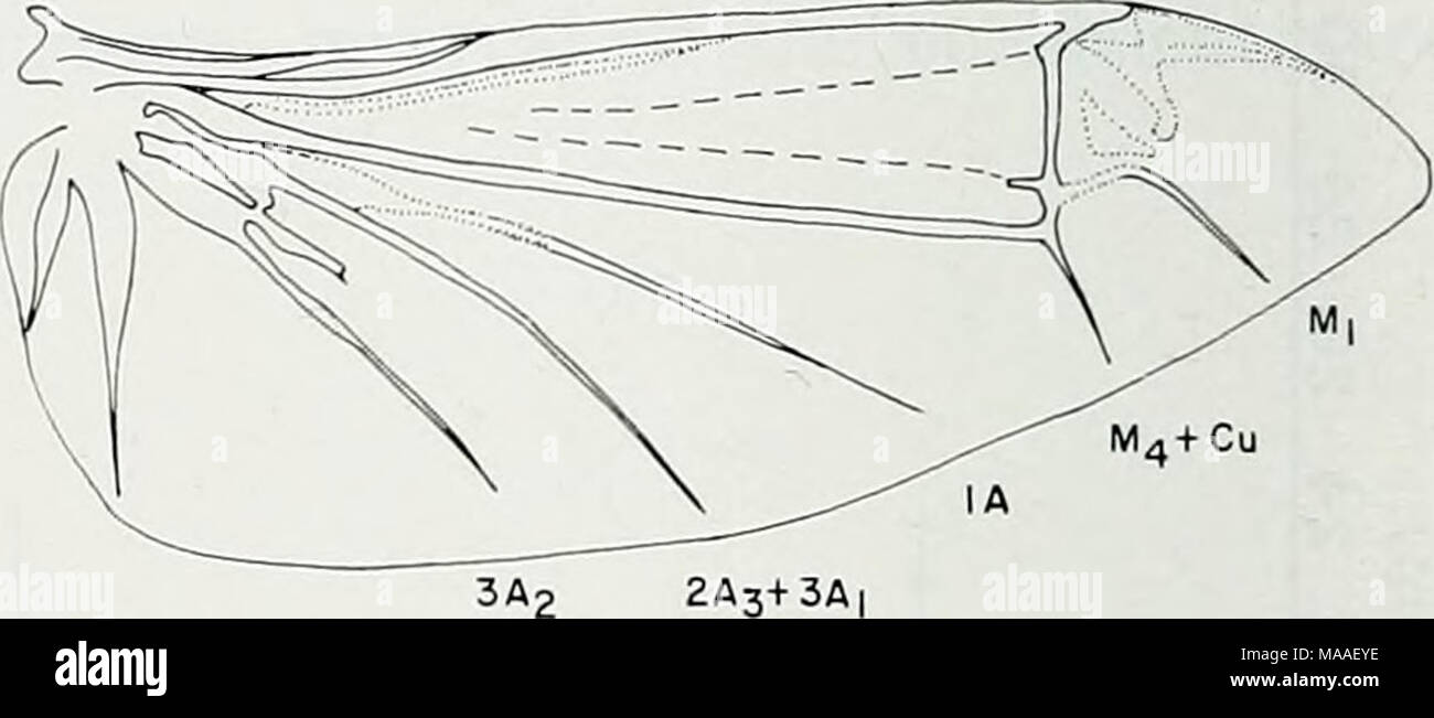 . Ecology, behavior, and adult anatomy of the Albida Group of the genus ...