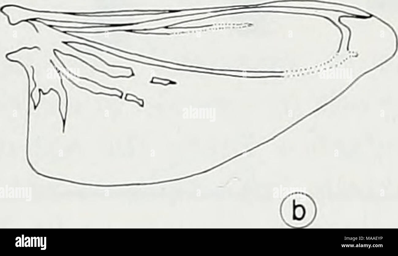. Ecology, behavior, and adult anatomy of the Albida Group of the genus ...