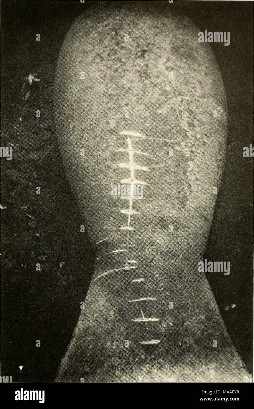 Manatee with scars on back hi-res stock photography and images - Alamy