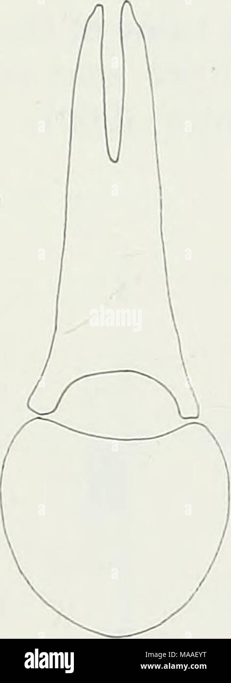 . Ecology, behavior, and adult anatomy of the Albida Group of the genus ...