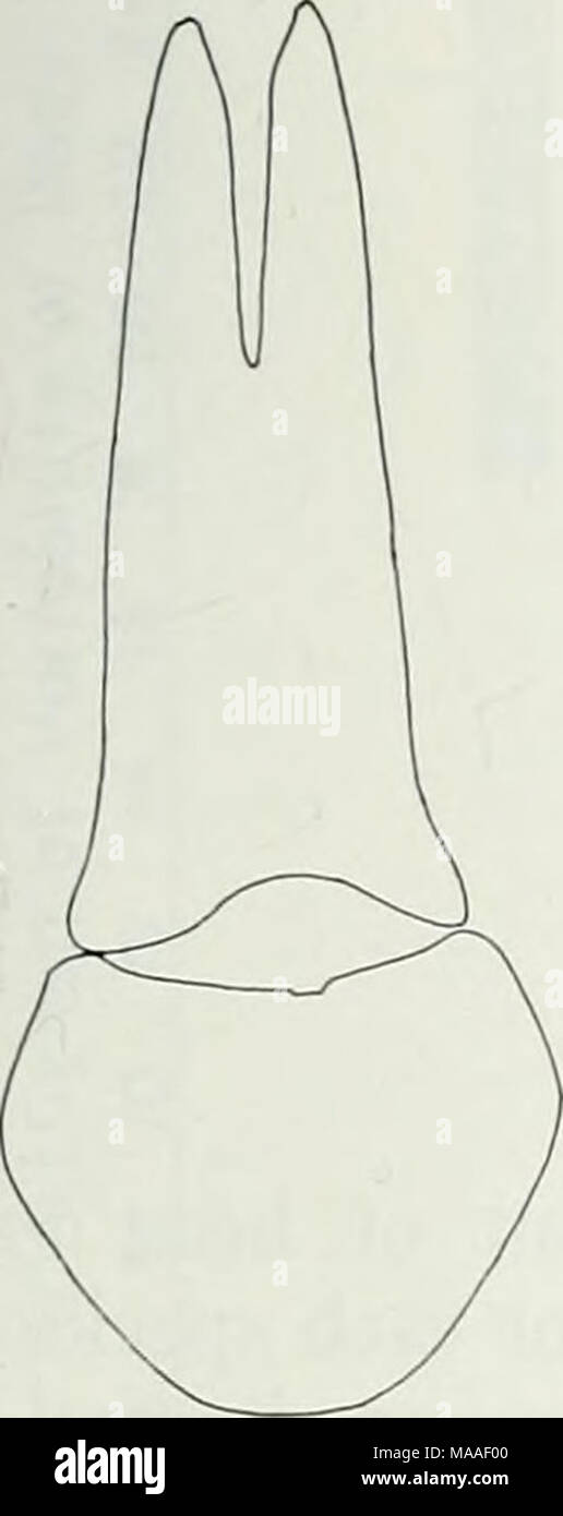 . Ecology, behavior, and adult anatomy of the Albida Group of the genus ...