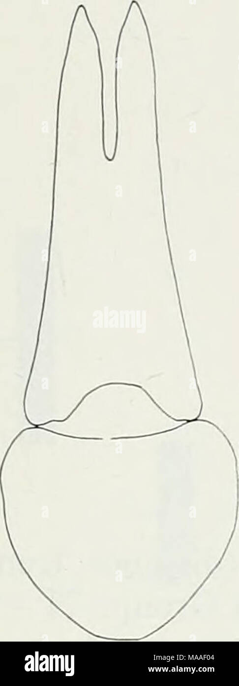 . Ecology, behavior, and adult anatomy of the Albida Group of the genus ...