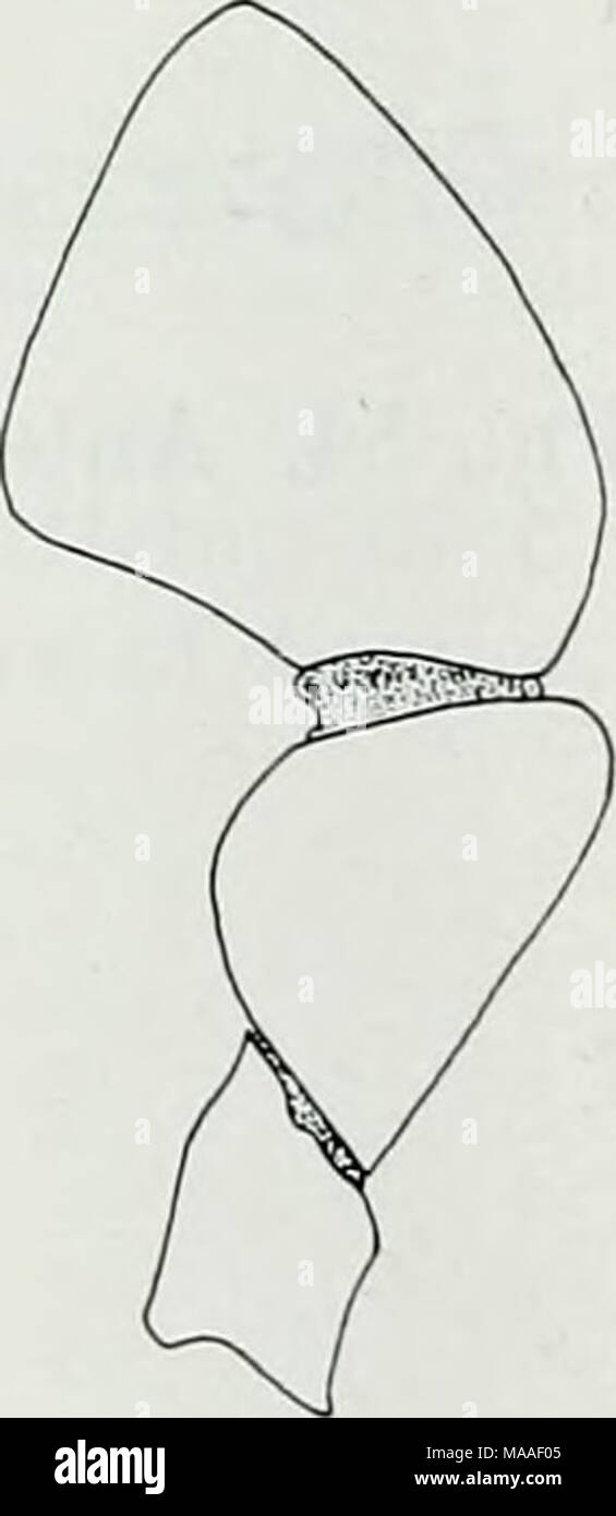 Labial scale hi-res stock photography and images - Alamy