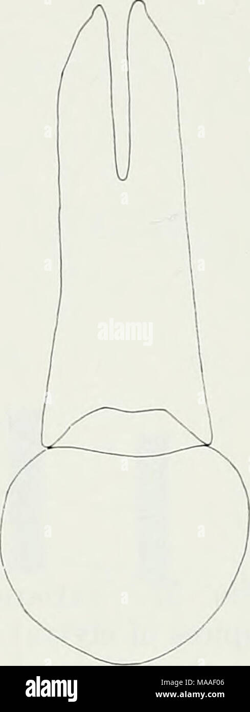 . Ecology, behavior, and adult anatomy of the Albida Group of the genus ...