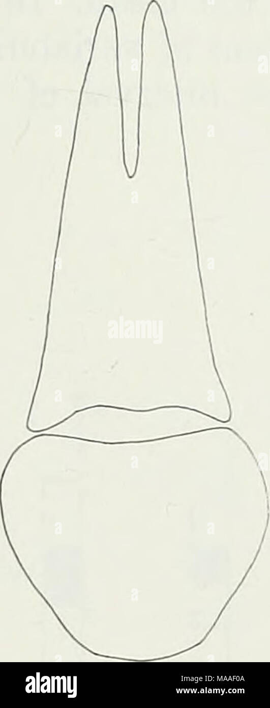 . Ecology, behavior, and adult anatomy of the Albida Group of the genus ...