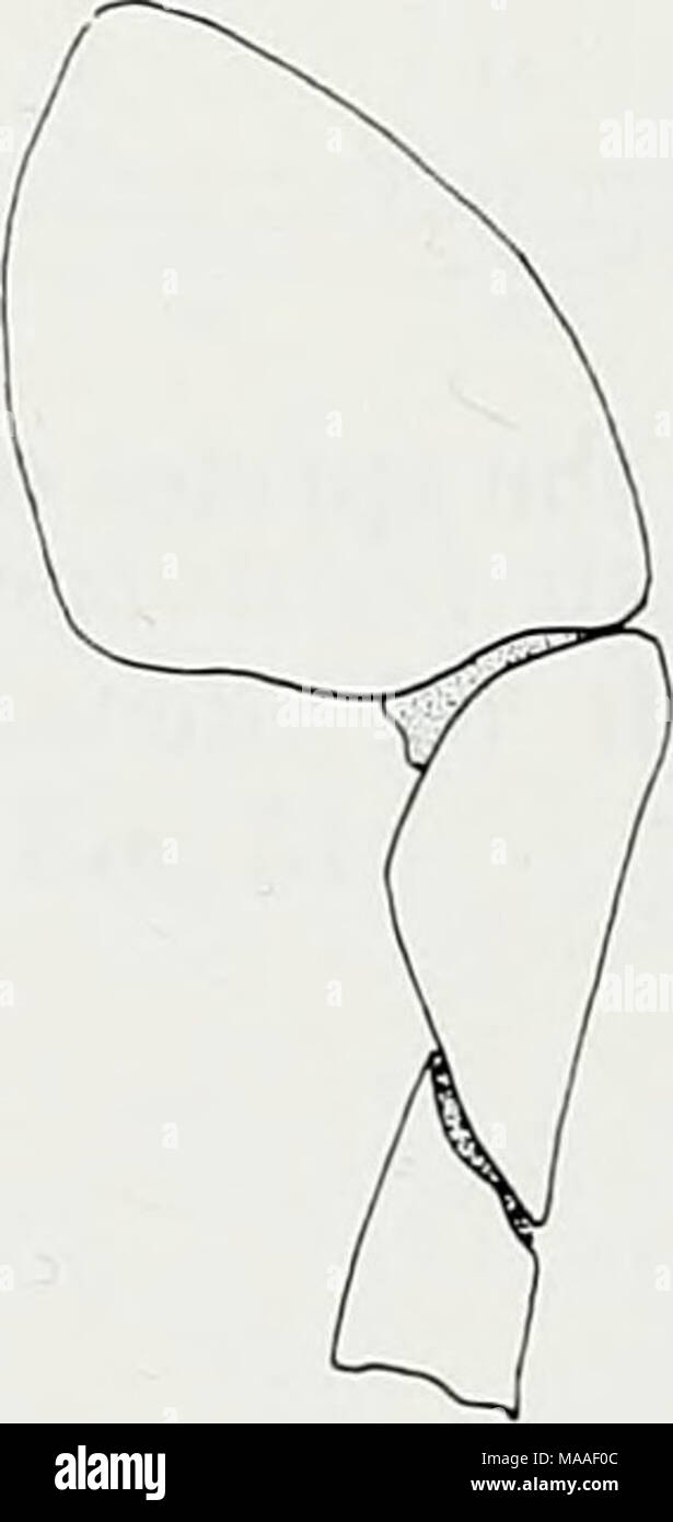 . Ecology, behavior, and adult anatomy of the Albida Group of the genus ...
