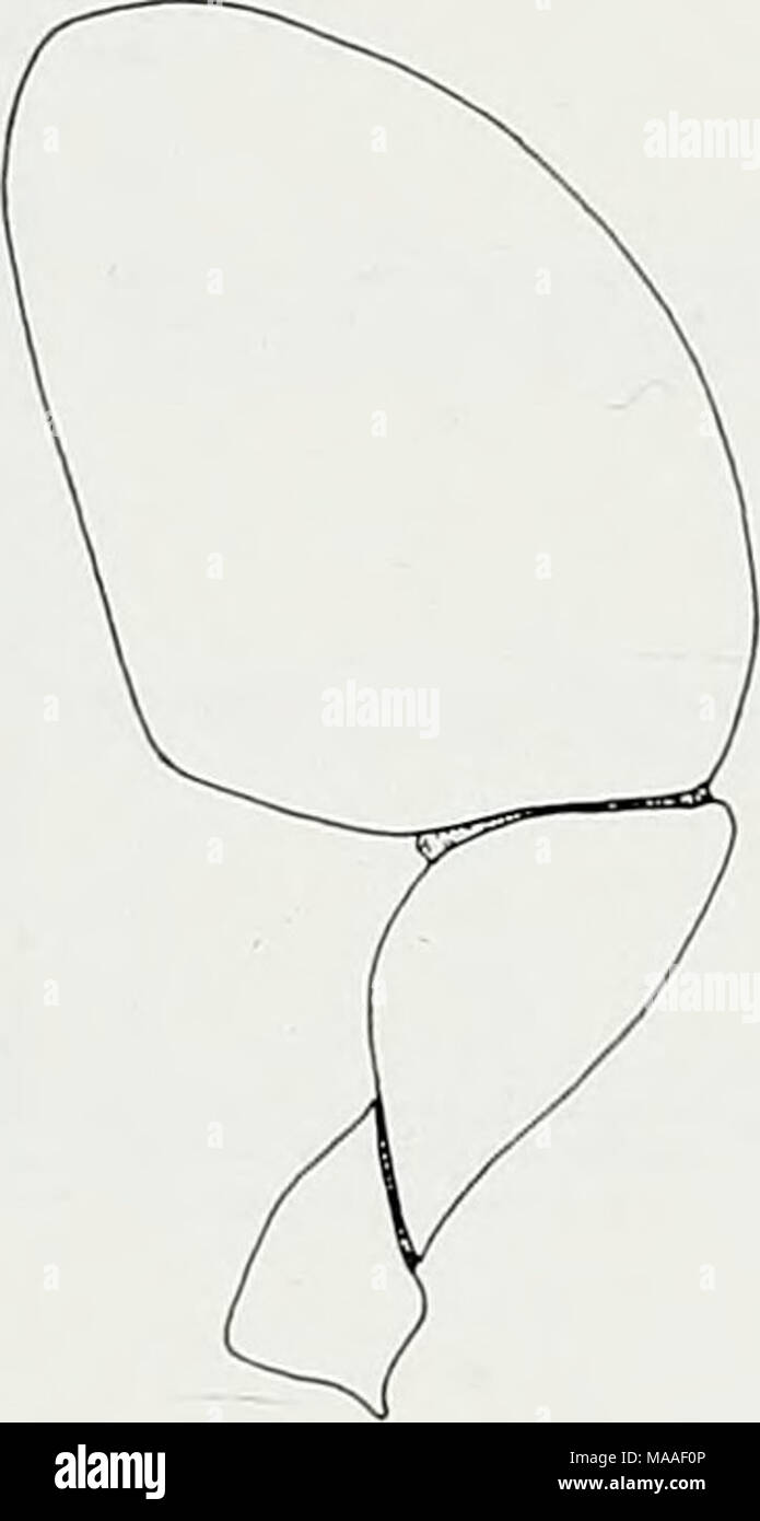 . Ecology, behavior, and adult anatomy of the Albida Group of the genus ...