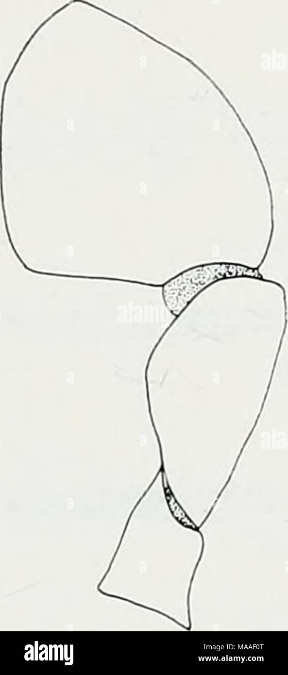 . Ecology, behavior, and adult anatomy of the Albida Group of the genus ...