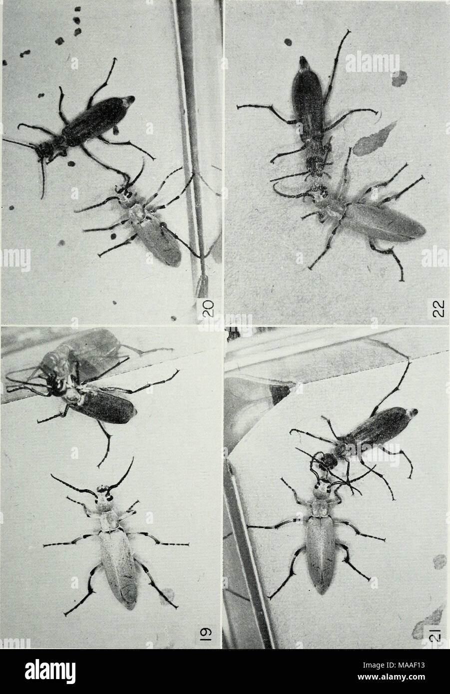 . Ecology, behavior, and adult anatomy of the Albida Group of the genus ...