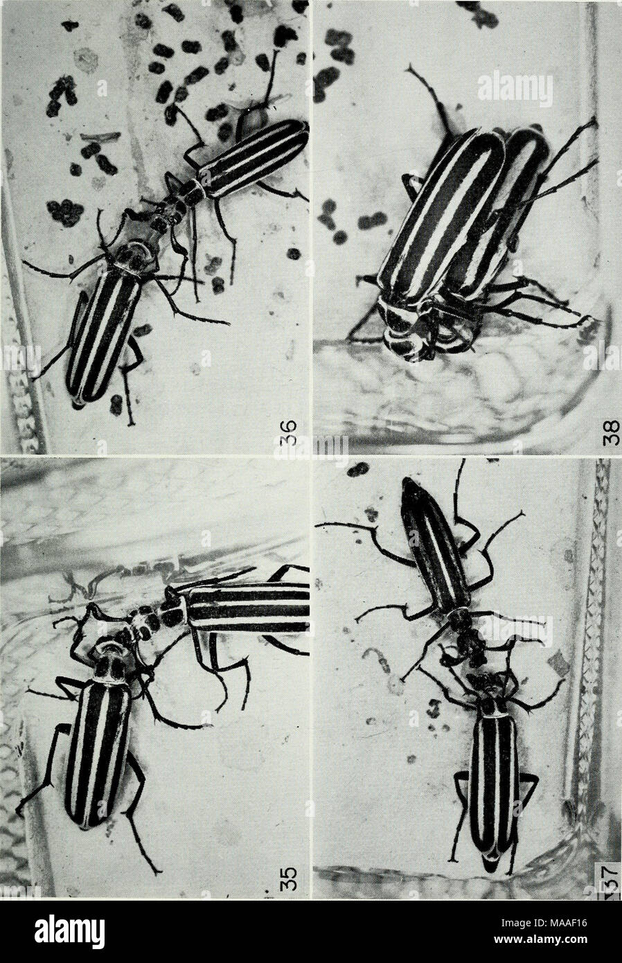 . Ecology, behavior, and adult anatomy of the Albida Group of the genus ...