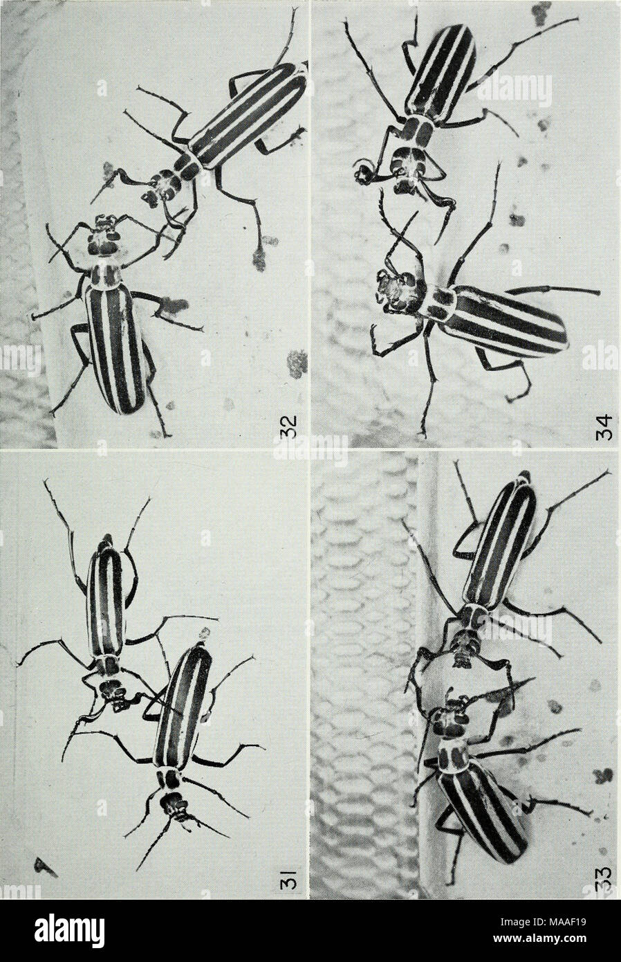 . Ecology, behavior, and adult anatomy of the Albida Group of the genus ...