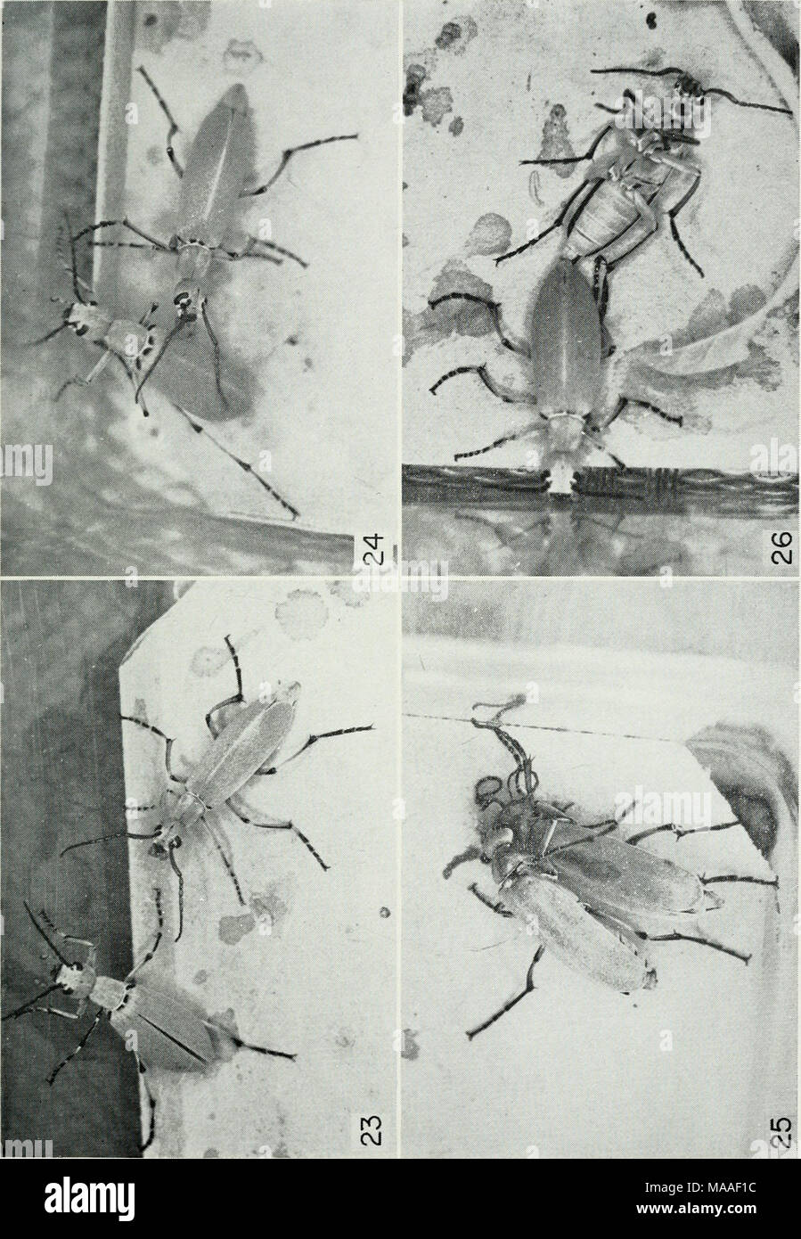 . Ecology, behavior, and adult anatomy of the Albida Group of the genus ...