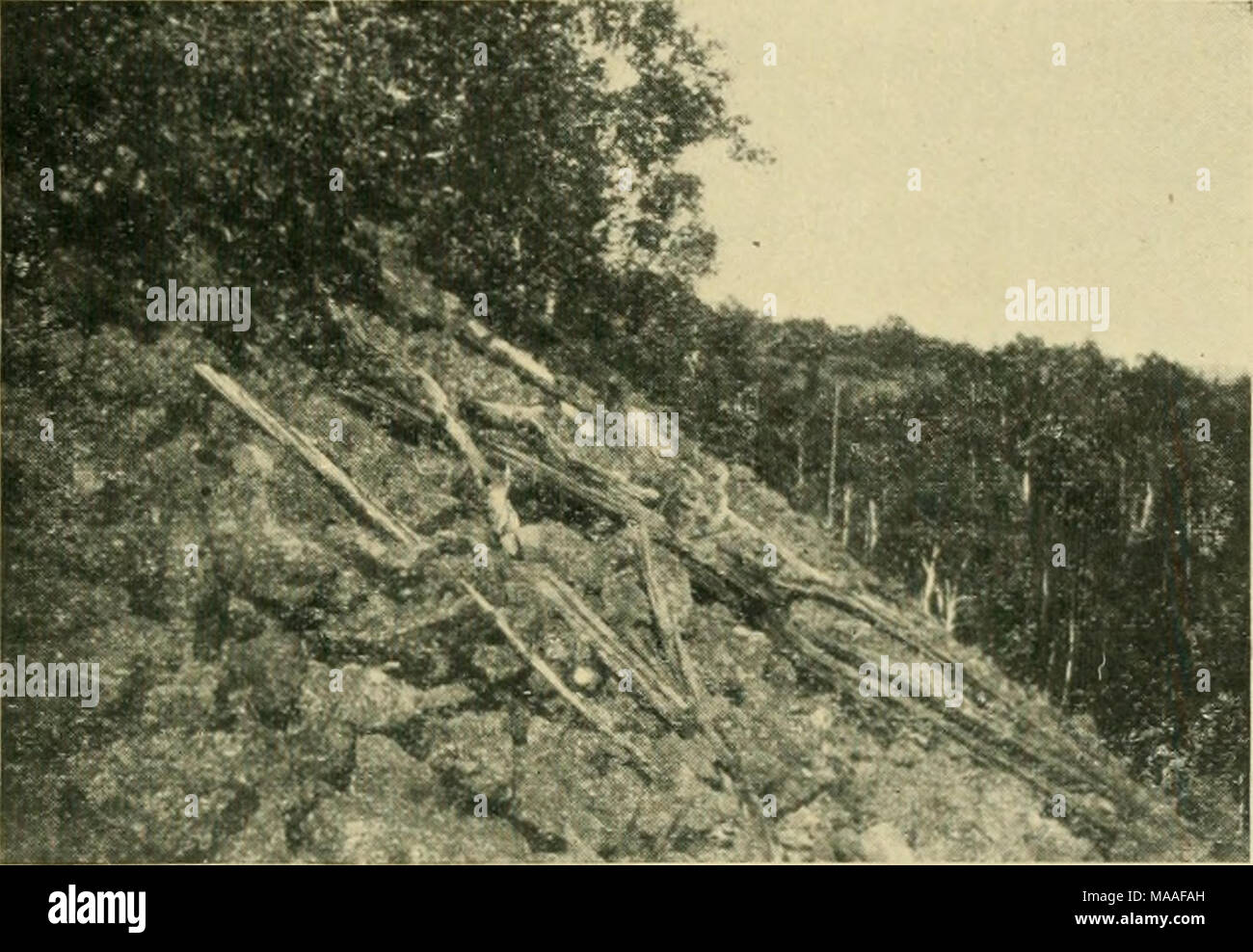 . An ecological survey in northern Michigan . Fig. 17. Upper portion of ...