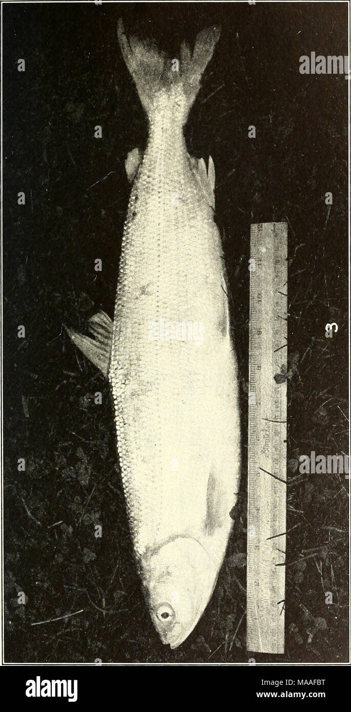 . An ecological study of southern Wisconsin fishes; the brook ...