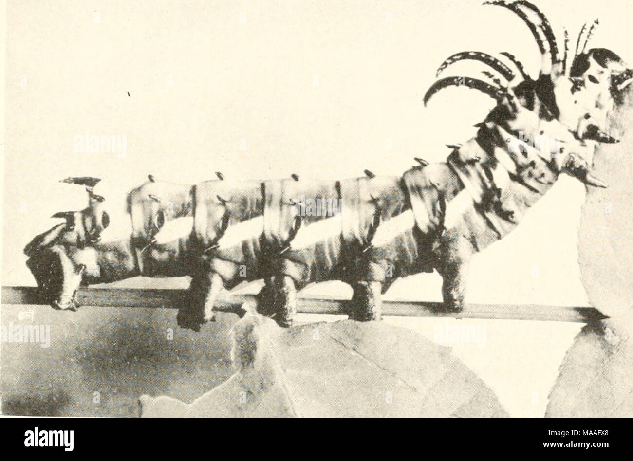 . An ecological study of prairie and forest invertebrates Stock Photo ...