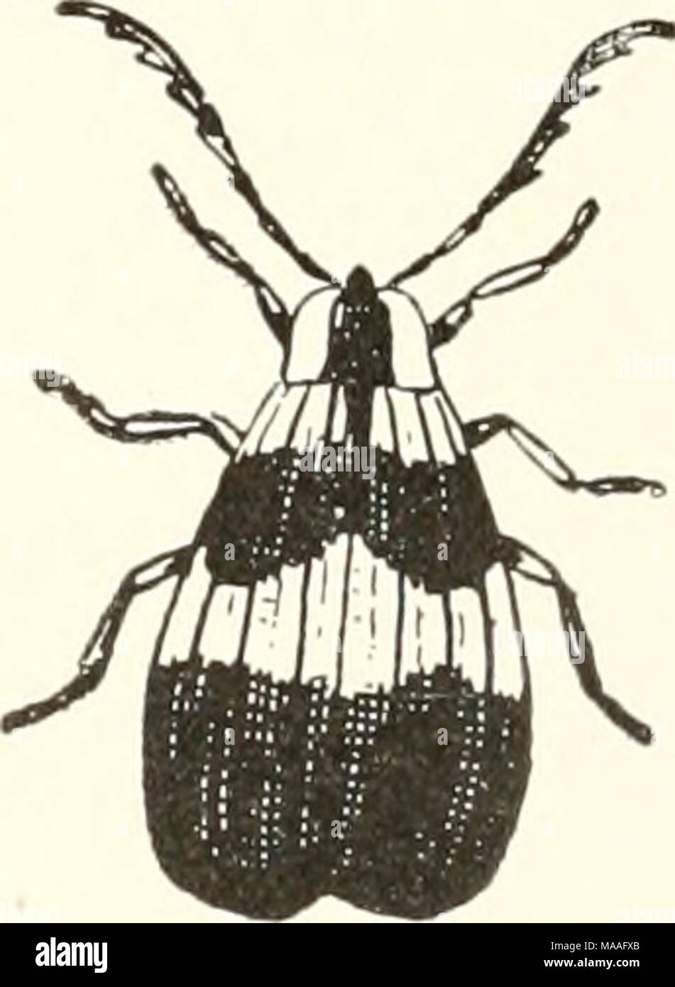 . An ecological study of prairie and forest invertebrates Stock Photo ...