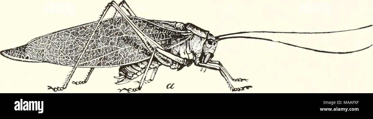 . An ecological study of prairie and forest invertebrates Stock Photo ...