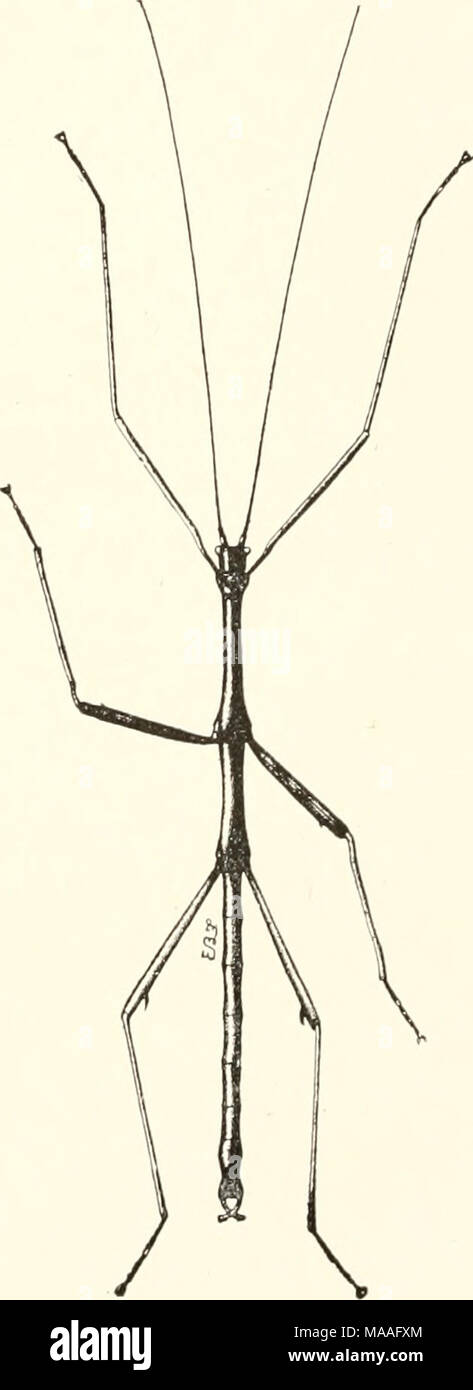 . An ecological study of prairie and forest invertebrates Stock Photo ...