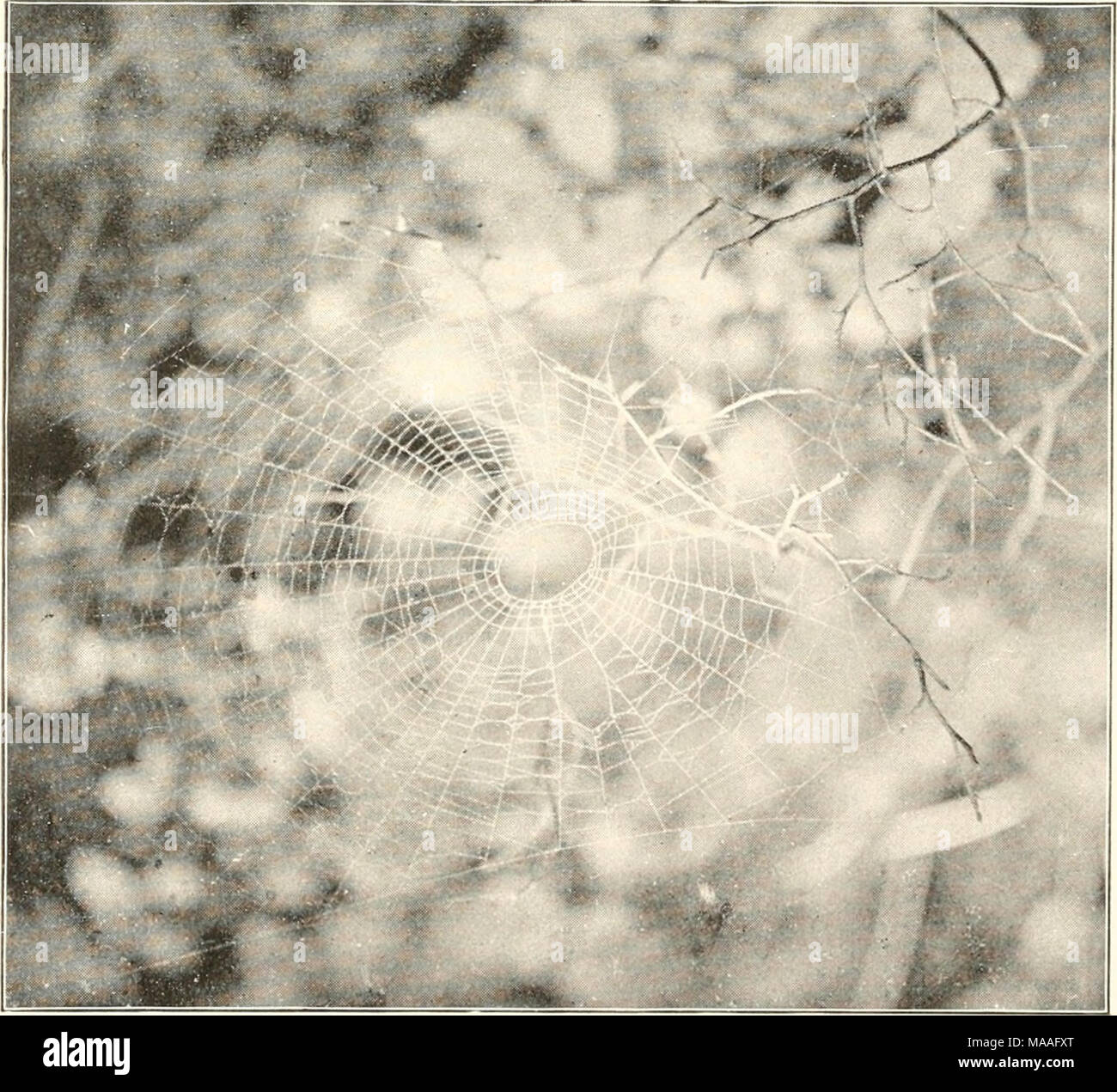 . An ecological study of prairie and forest invertebrates Stock Photo ...