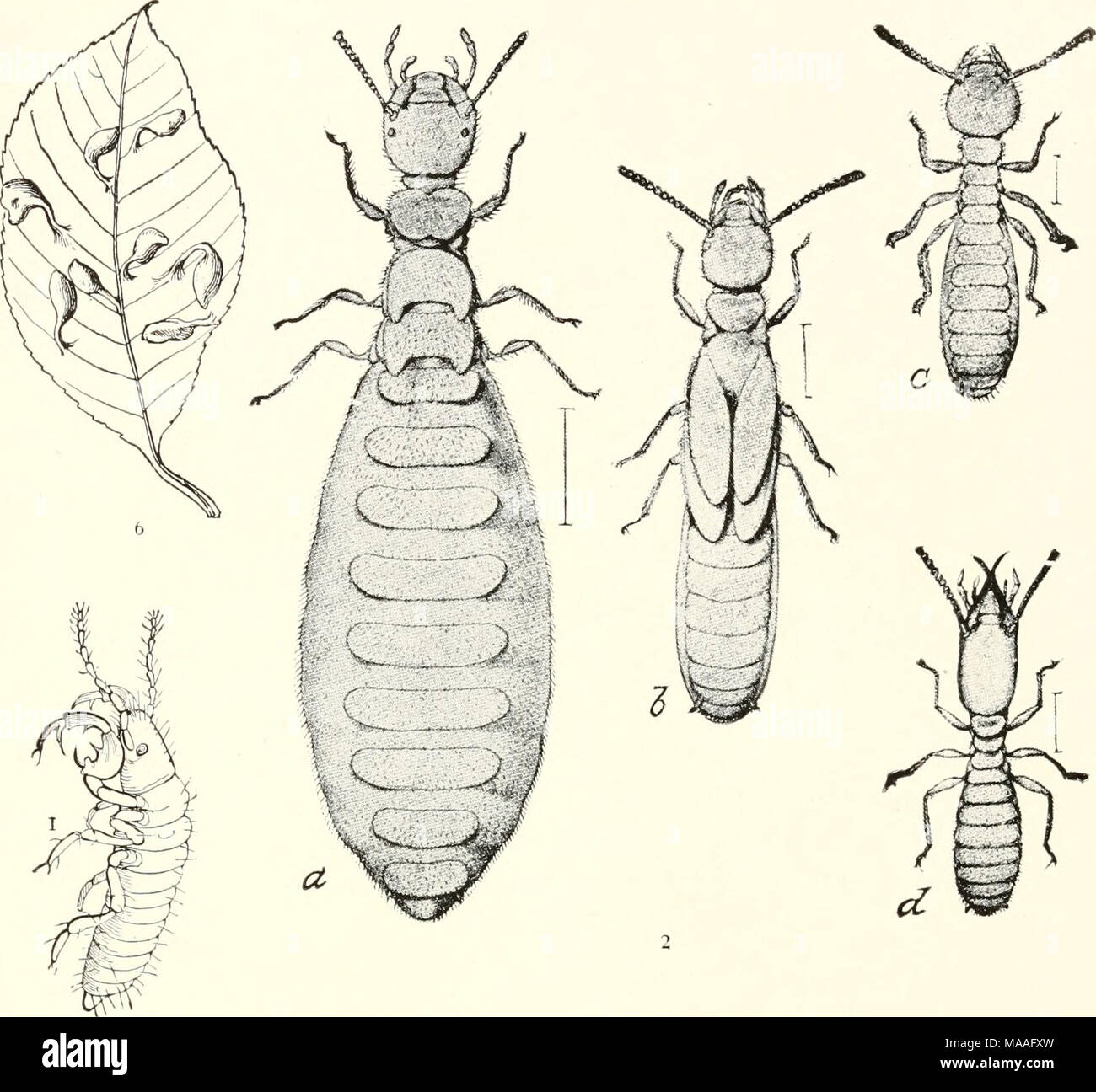 . An ecological study of prairie and forest invertebrates Stock Photo ...