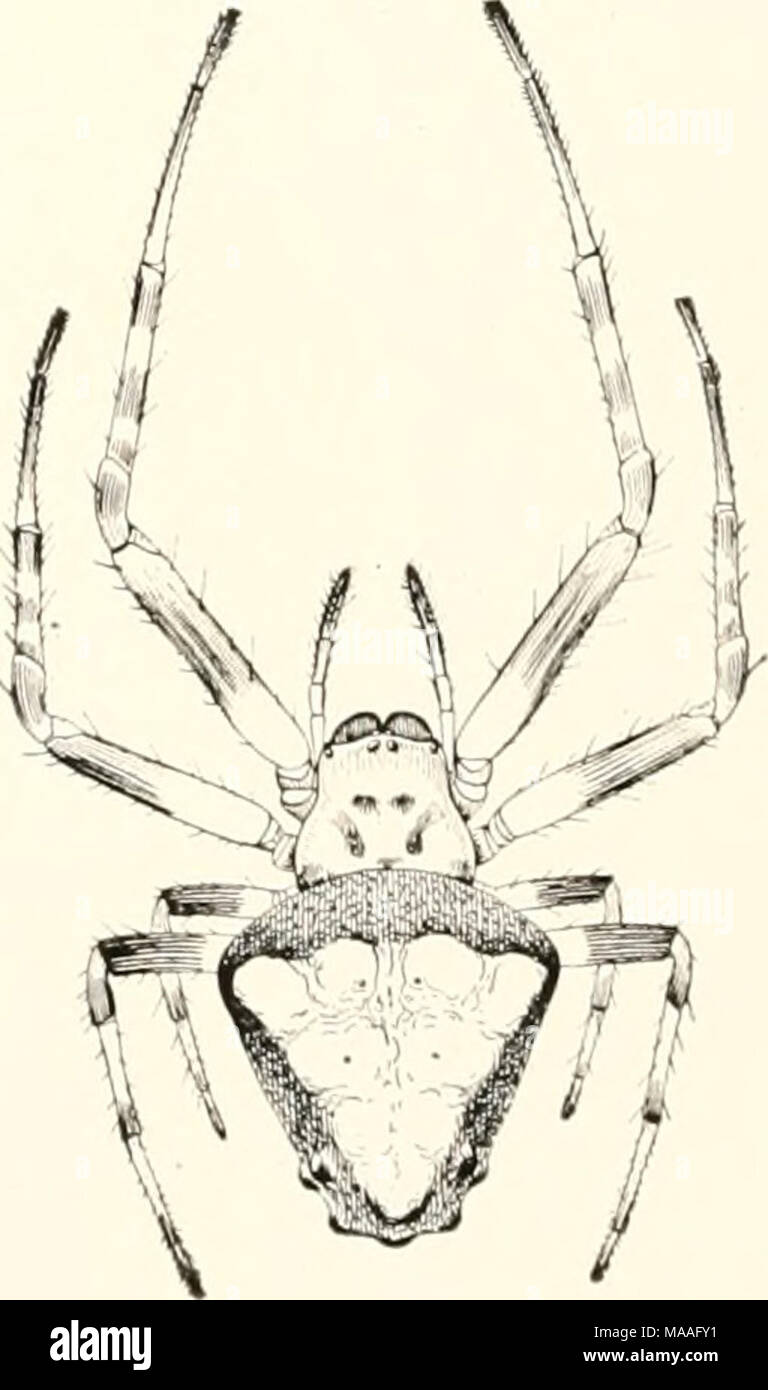 . An ecological study of prairie and forest invertebrates Stock Photo ...