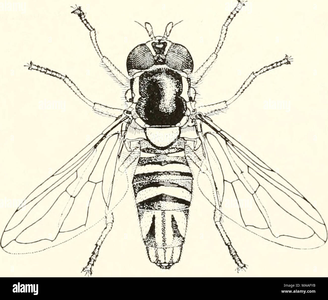 . An ecological study of prairie and forest invertebrates