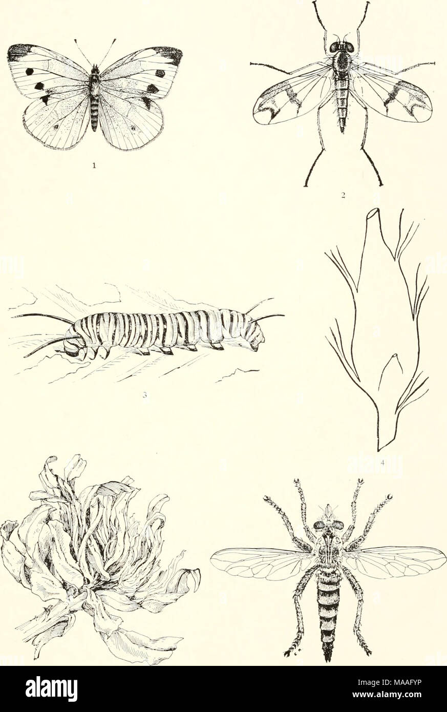 . An ecological study of prairie and forest invertebrates Stock Photo ...