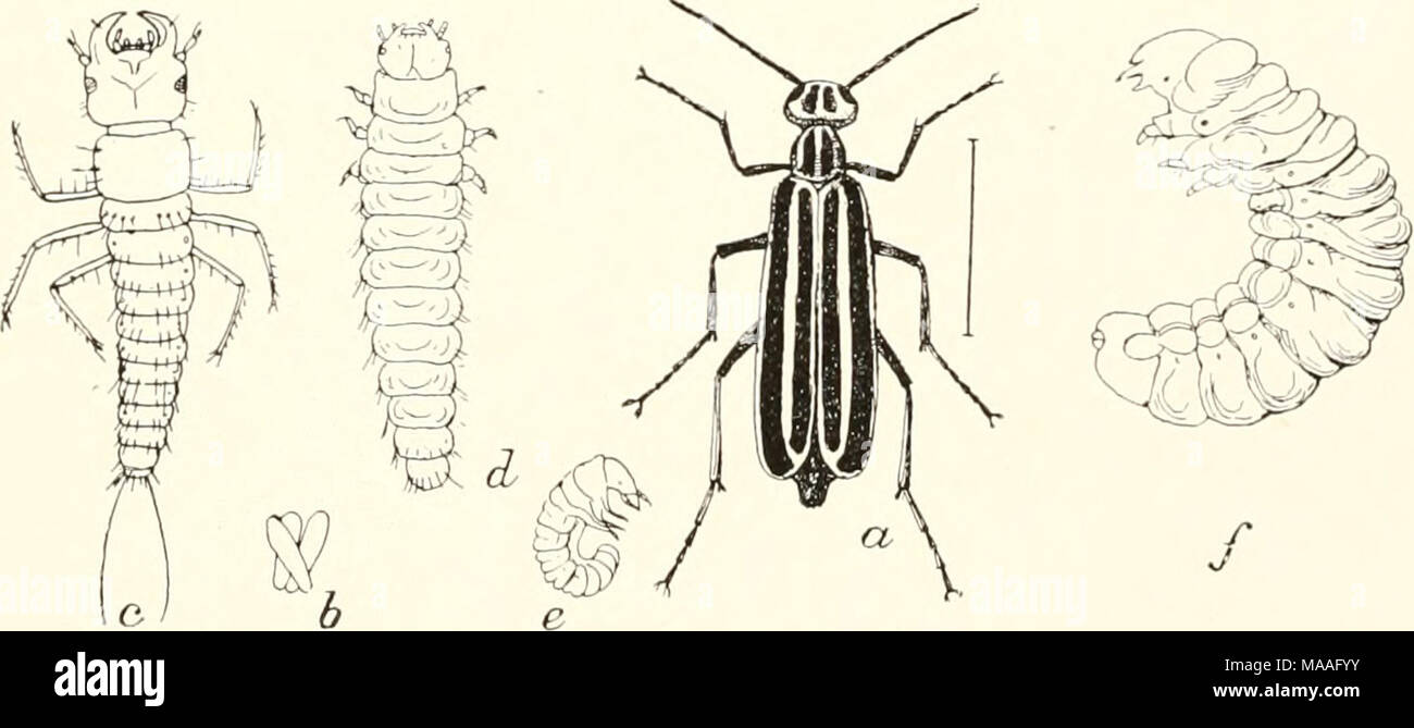 . An ecological study of prairie and forest invertebrates Stock Photo ...