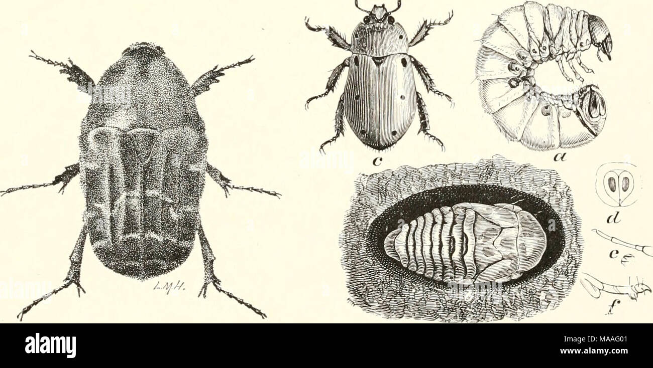 . An ecological study of prairie and forest invertebrates Stock Photo ...