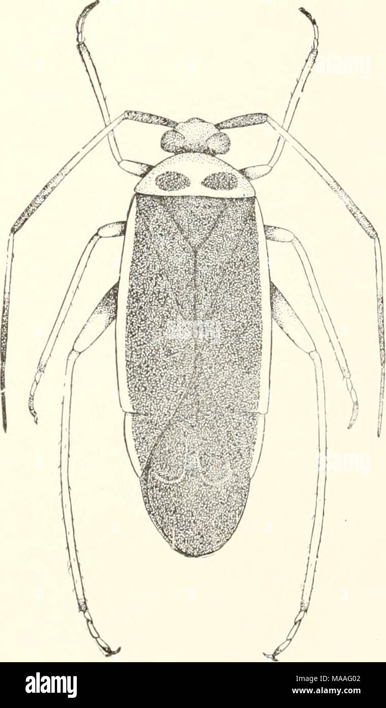 . An ecological study of prairie and forest invertebrates Stock Photo ...