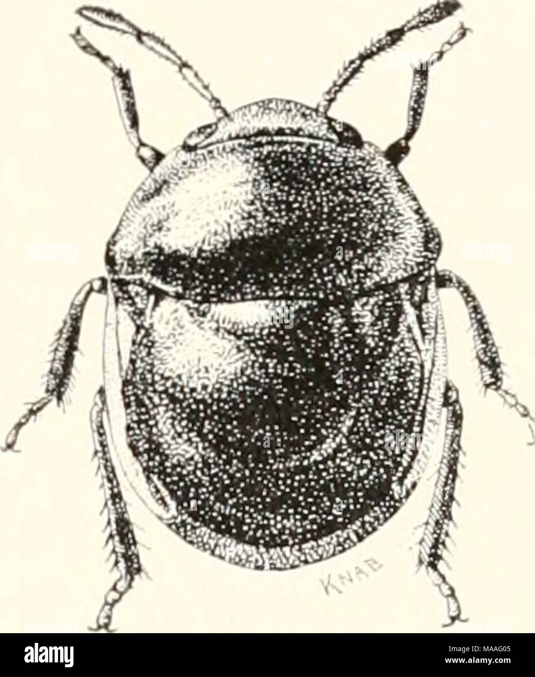 . An ecological study of prairie and forest invertebrates Stock Photo ...