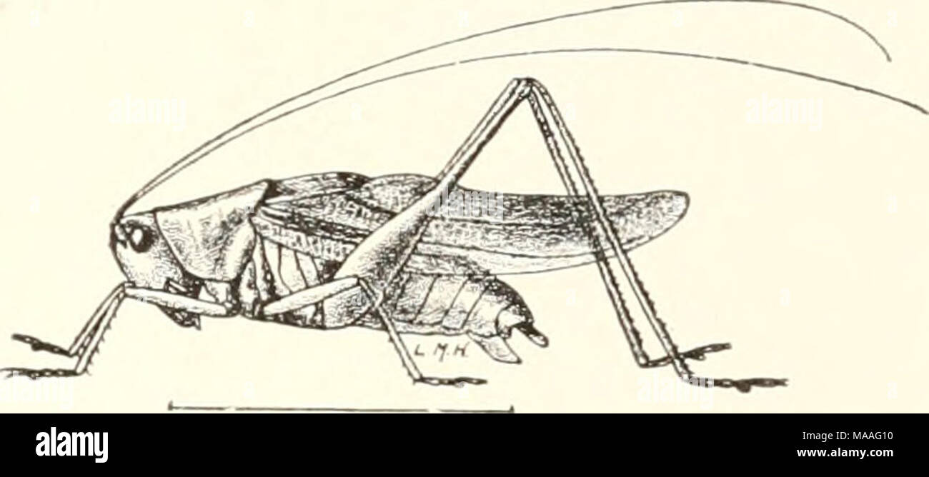 . An ecological study of prairie and forest invertebrates Stock Photo ...