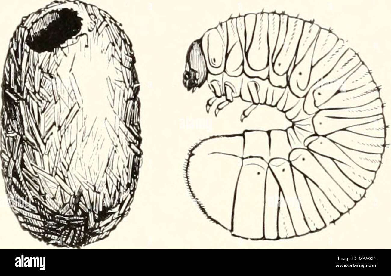 . An ecological study of prairie and forest invertebrates Stock Photo ...