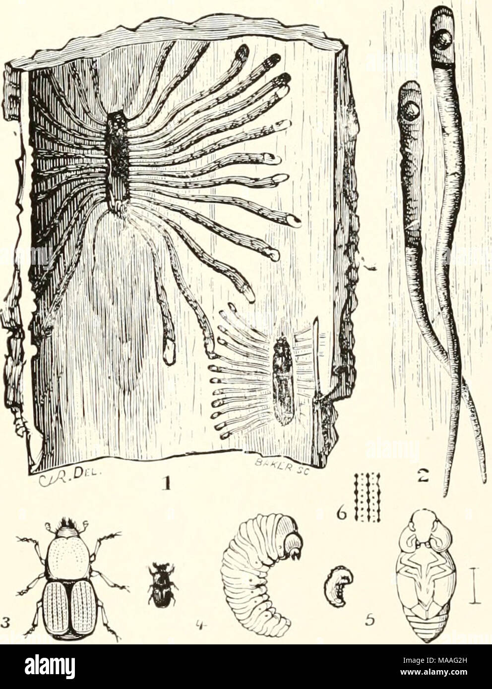 . An ecological study of prairie and forest invertebrates Stock Photo ...