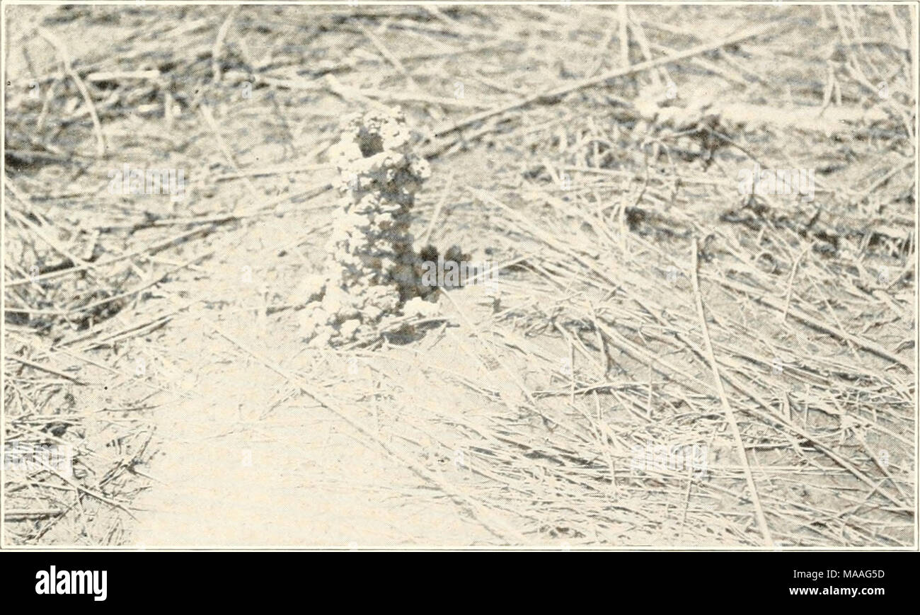 Crawfish chimney hi-res stock photography and images - Alamy