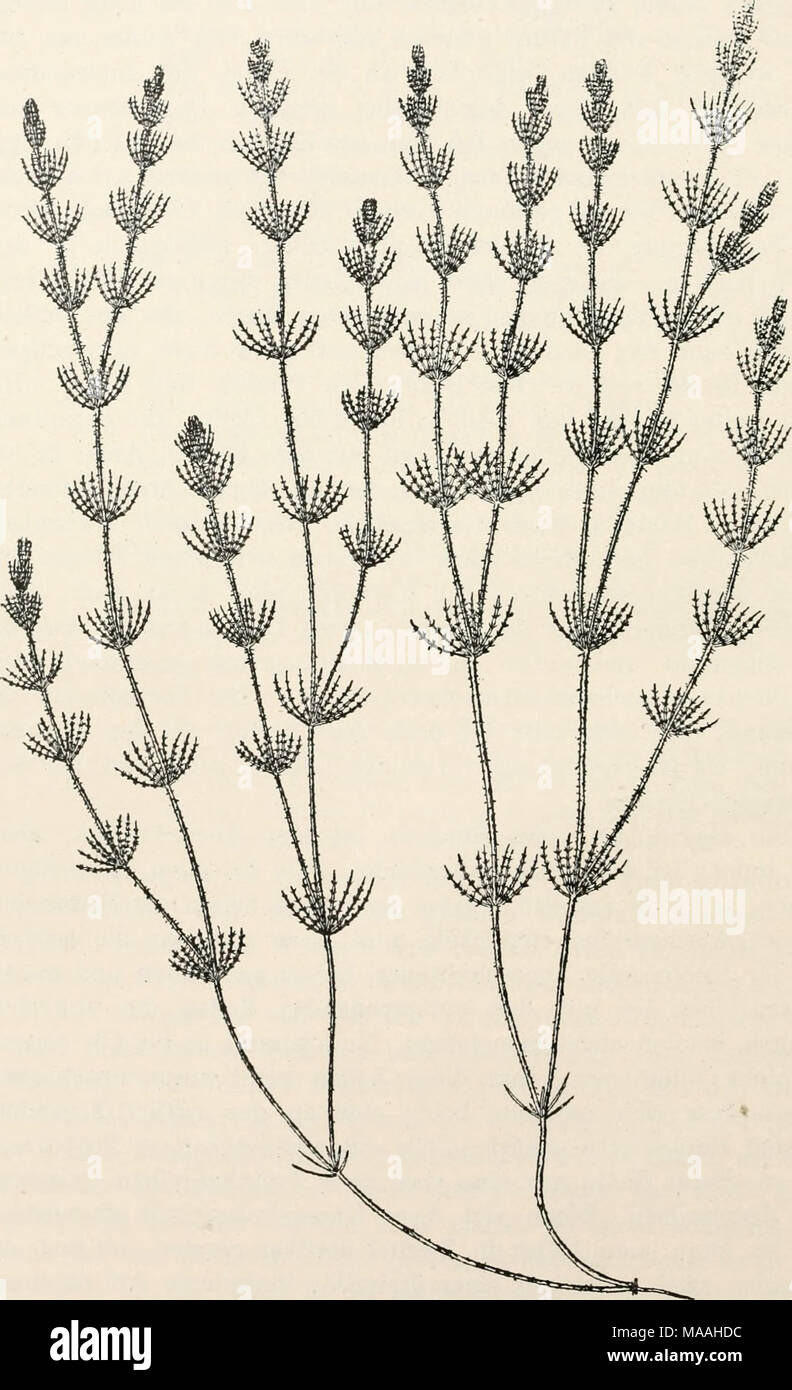 Morphology of chara hi-res stock photography and images - Alamy