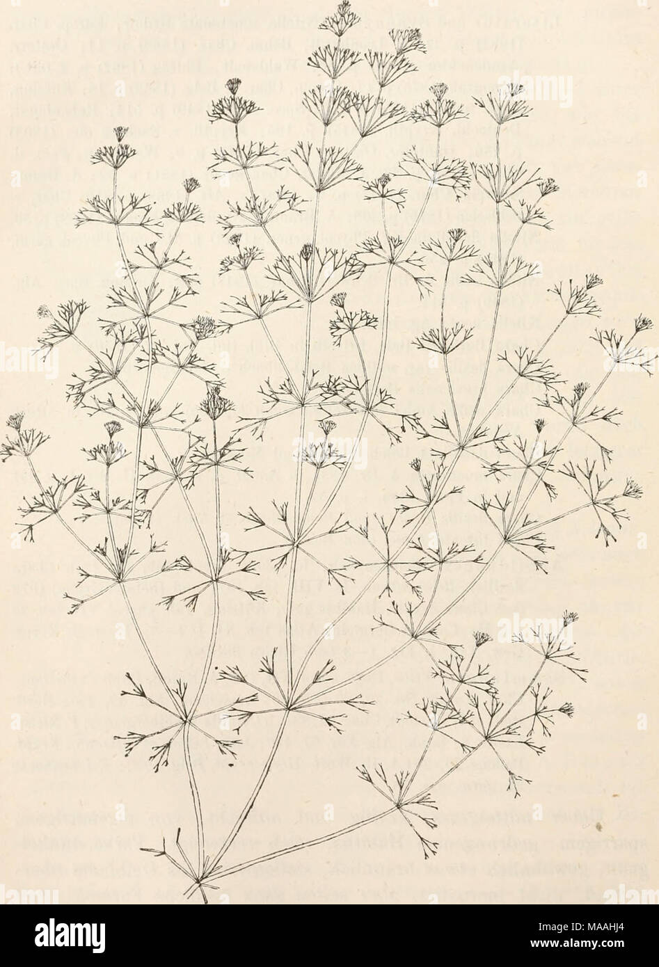 Sparrig hi-res stock photography and images - Alamy