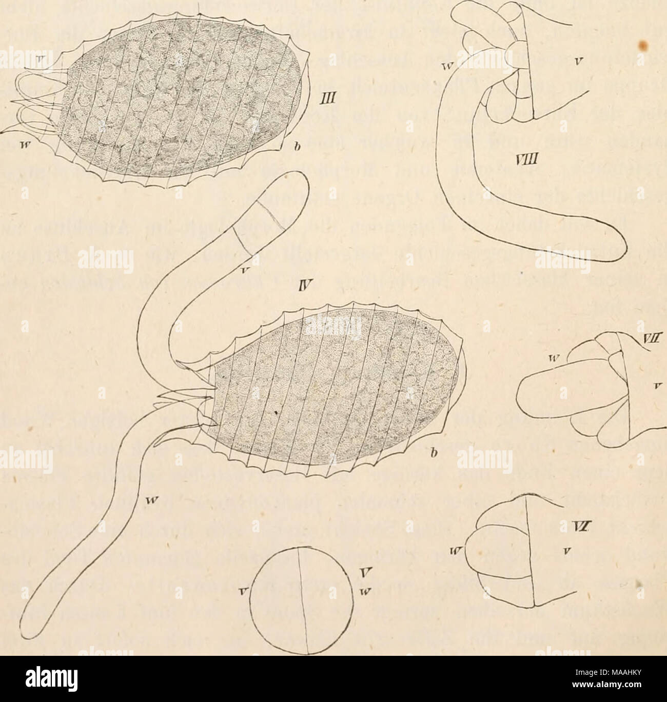 Wickelung hi-res stock photography and images - Alamy