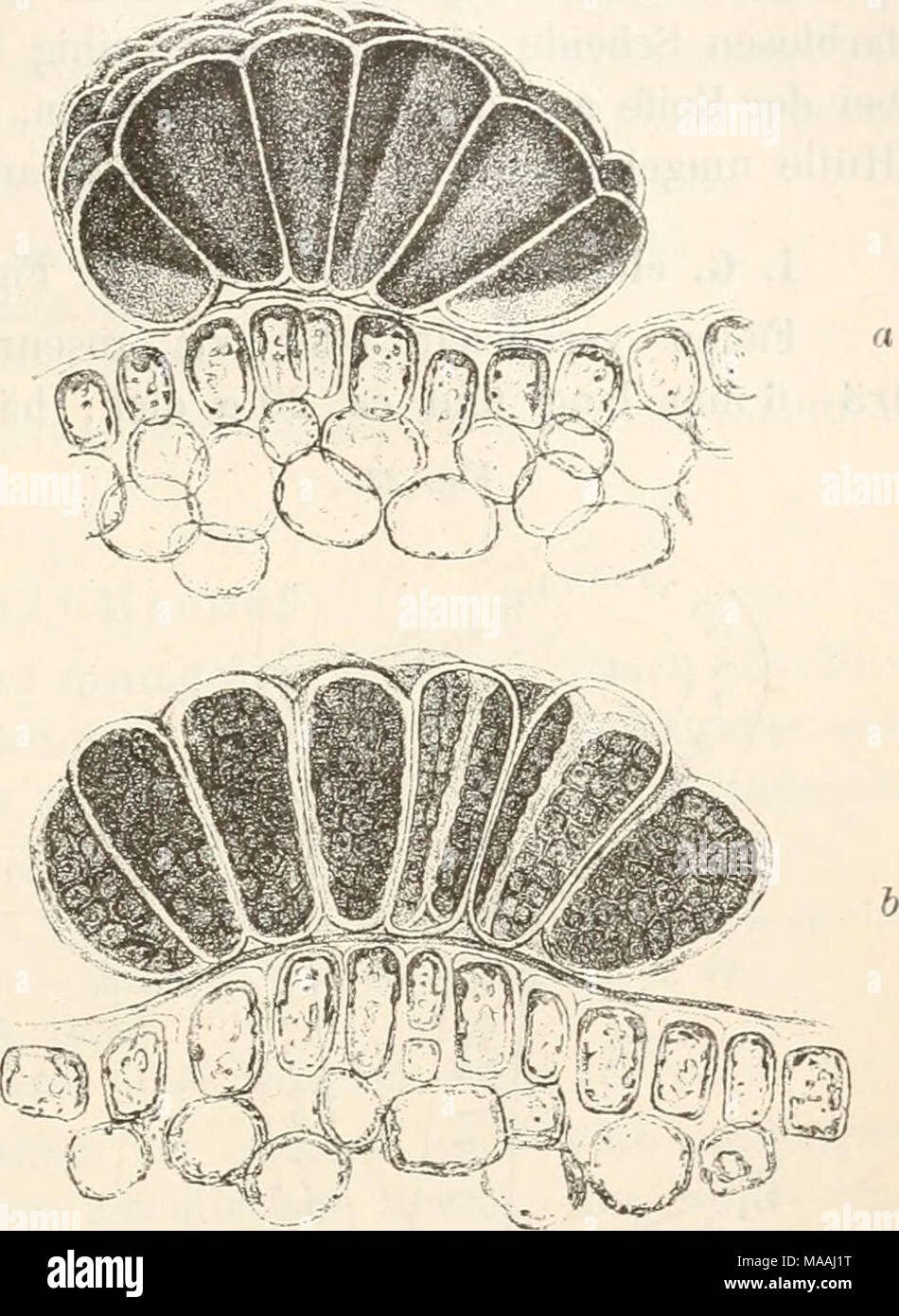 Dermocarpa hi-res stock photography and images - Alamy